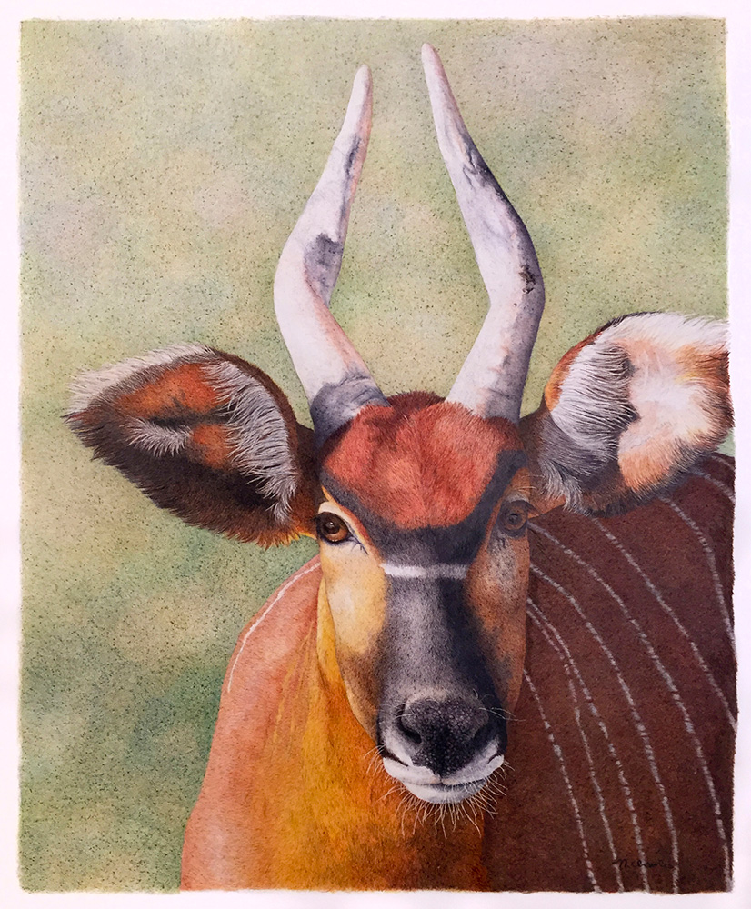 Nancy Charles Original Drawing - Antelope - Scrimshaw Gallery