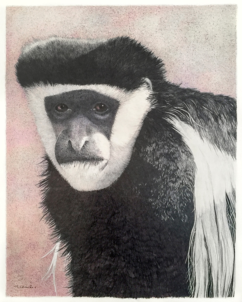 Nancy Charles Original Drawing - Mantled Guereza - Scrimshaw Gallery