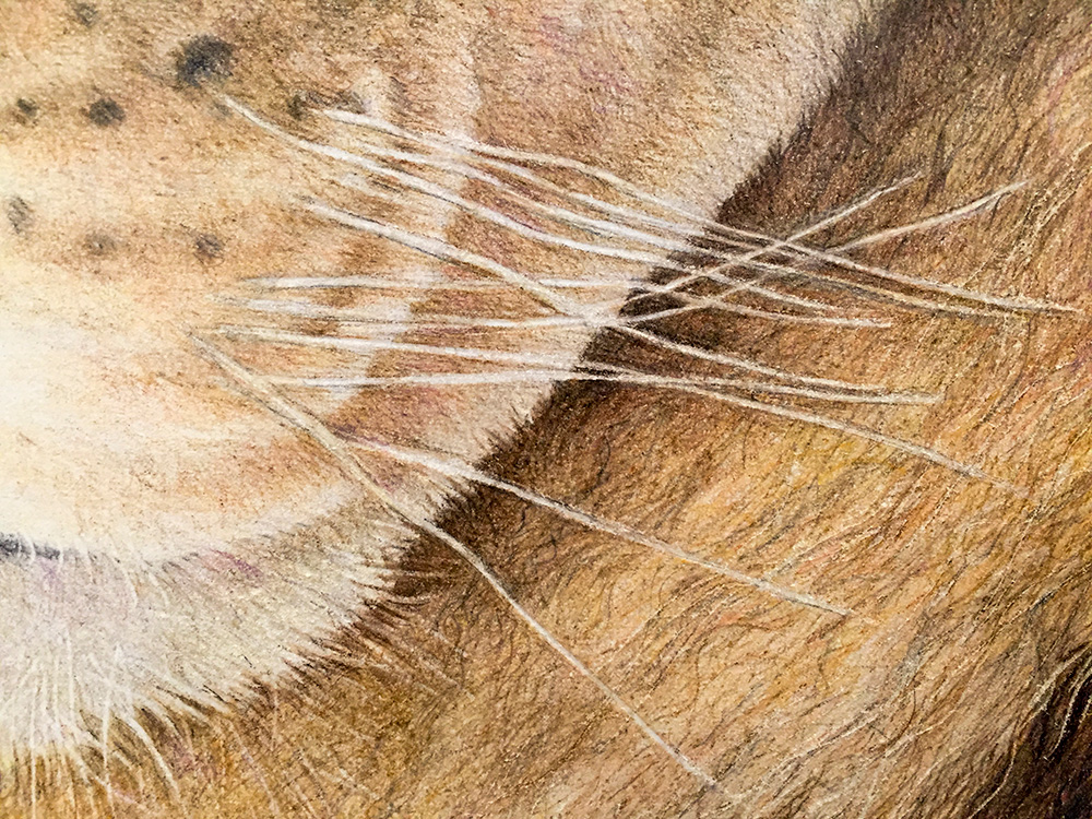 Nancy Charles Original Drawing - Lion - Scrimshaw Gallery
