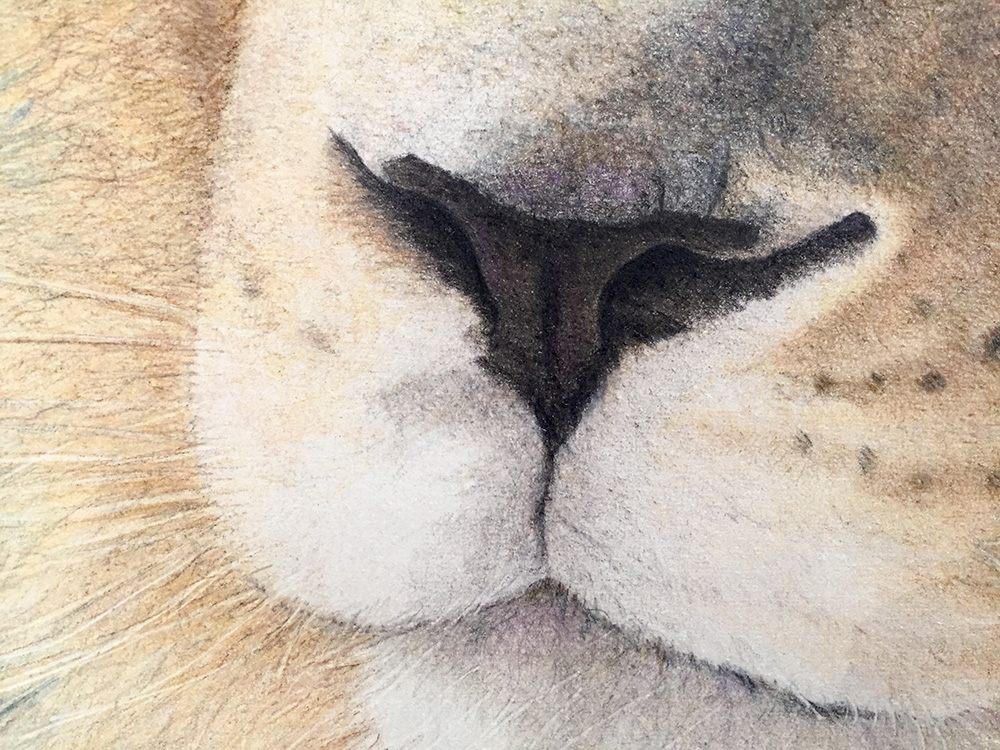 Nancy Charles Original Drawing - Lion - Scrimshaw Gallery